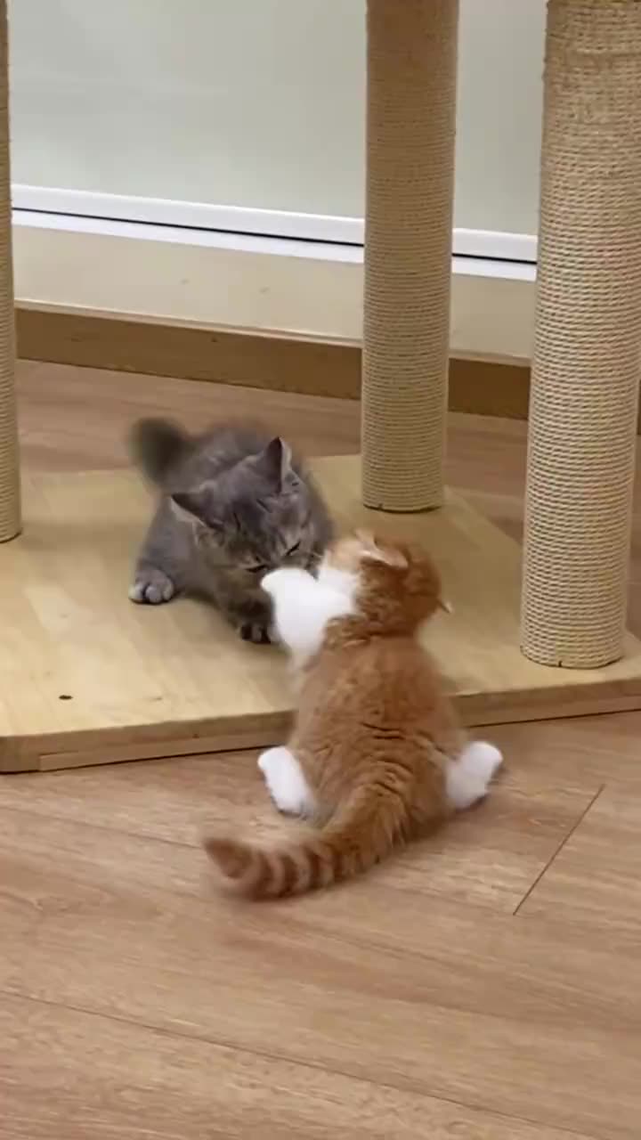 Funny cat 😺
