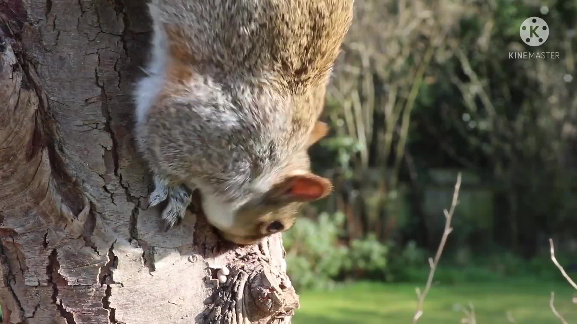 Cute animals activity