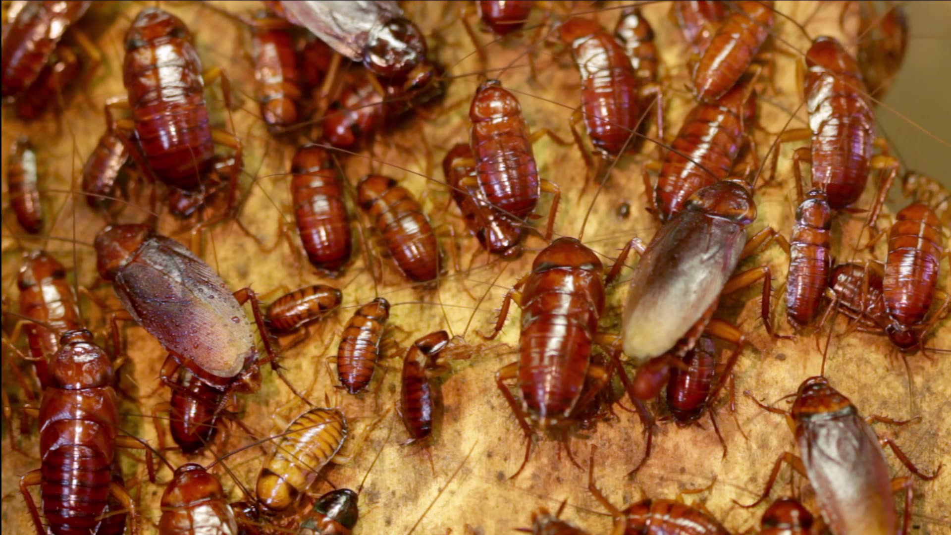 300 millions years since Cockroaches have been around - Here are 10 ...