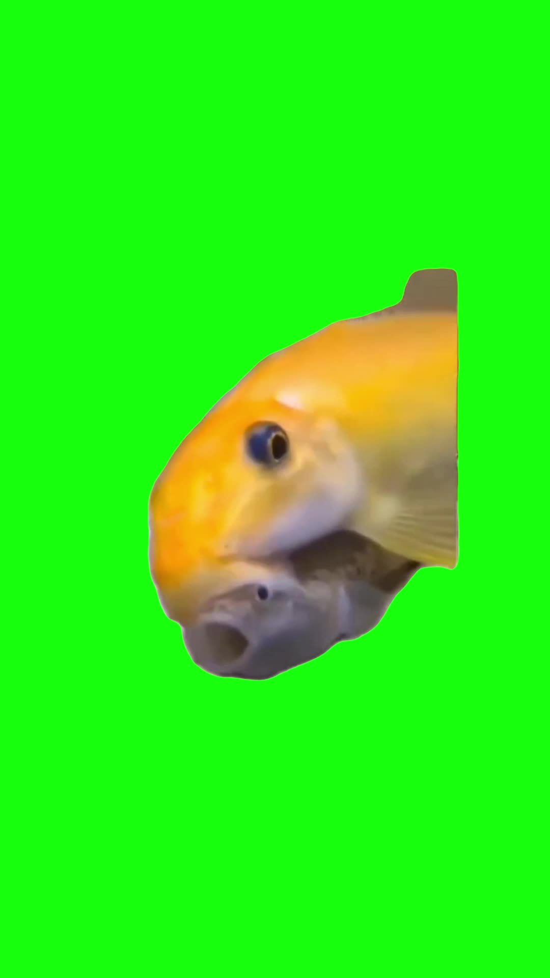 Kissing Fish | Green Screen