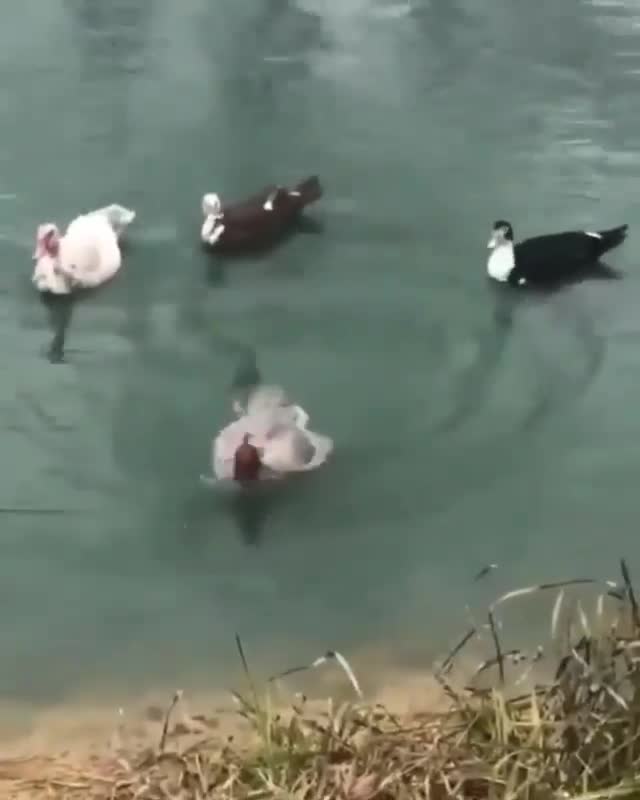 This is a beautiful and charming water-dwelling species