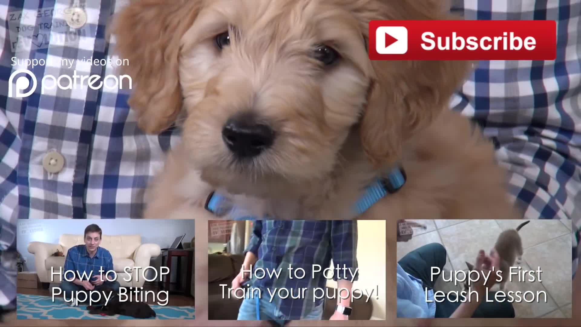 3 Easy Things To Teach Your New Puppy I