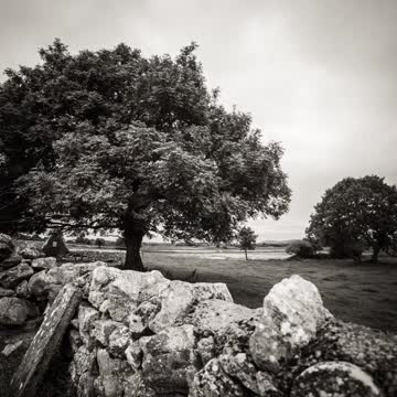 ORIGINAL MUSIC: TYLER FORREST - THE SCARED CROWS