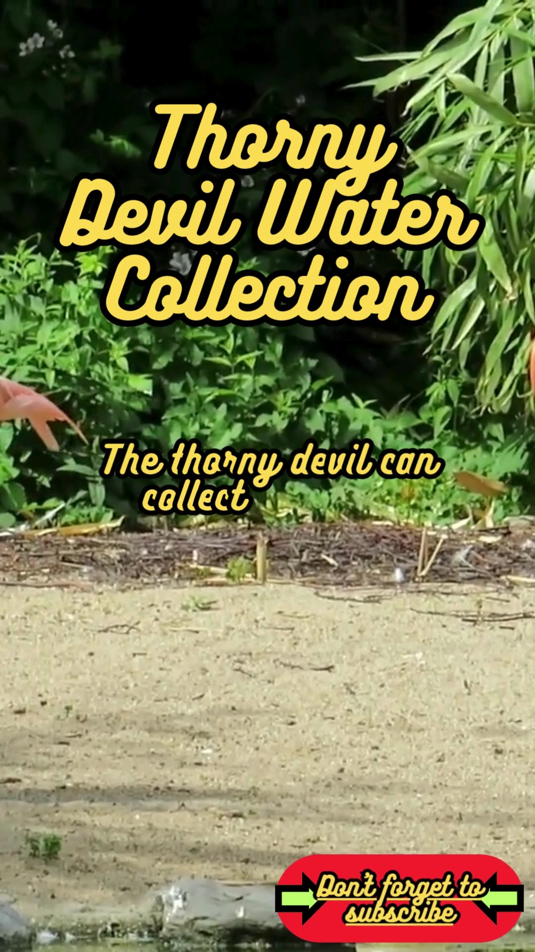 Animal Facts Thorny Devil Water Collection #shorts