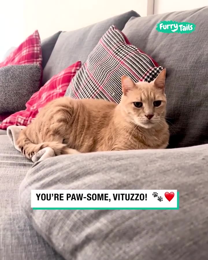 This Italian cat has a paw-some new lease on life 🦿🐈