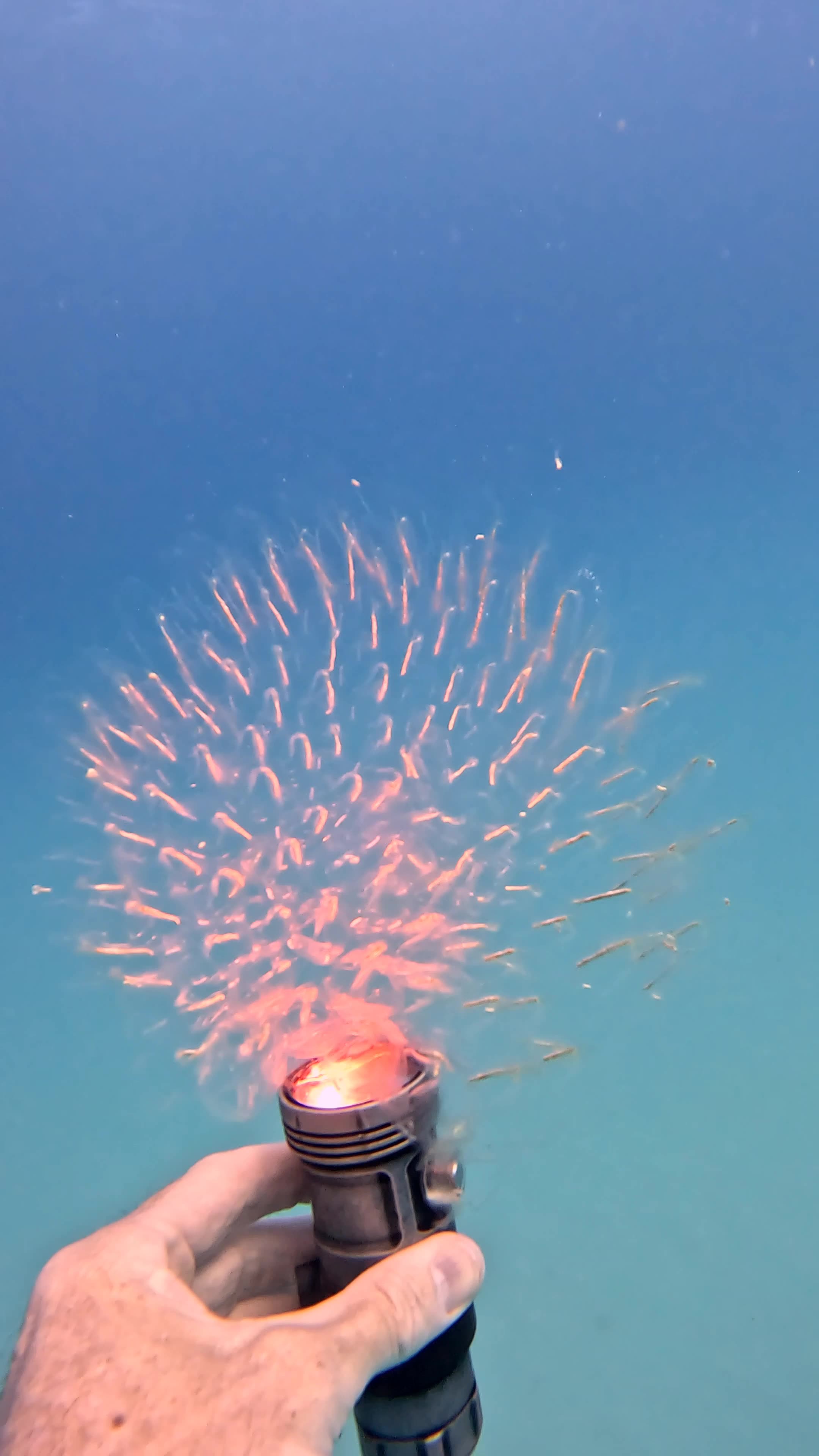 Strange Transparent Sea Creature