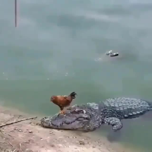 This is a beautiful and charming water-dwelling species