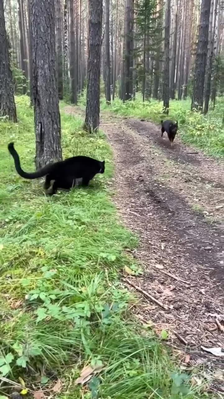 Black panther : Luna vs Rottweiler