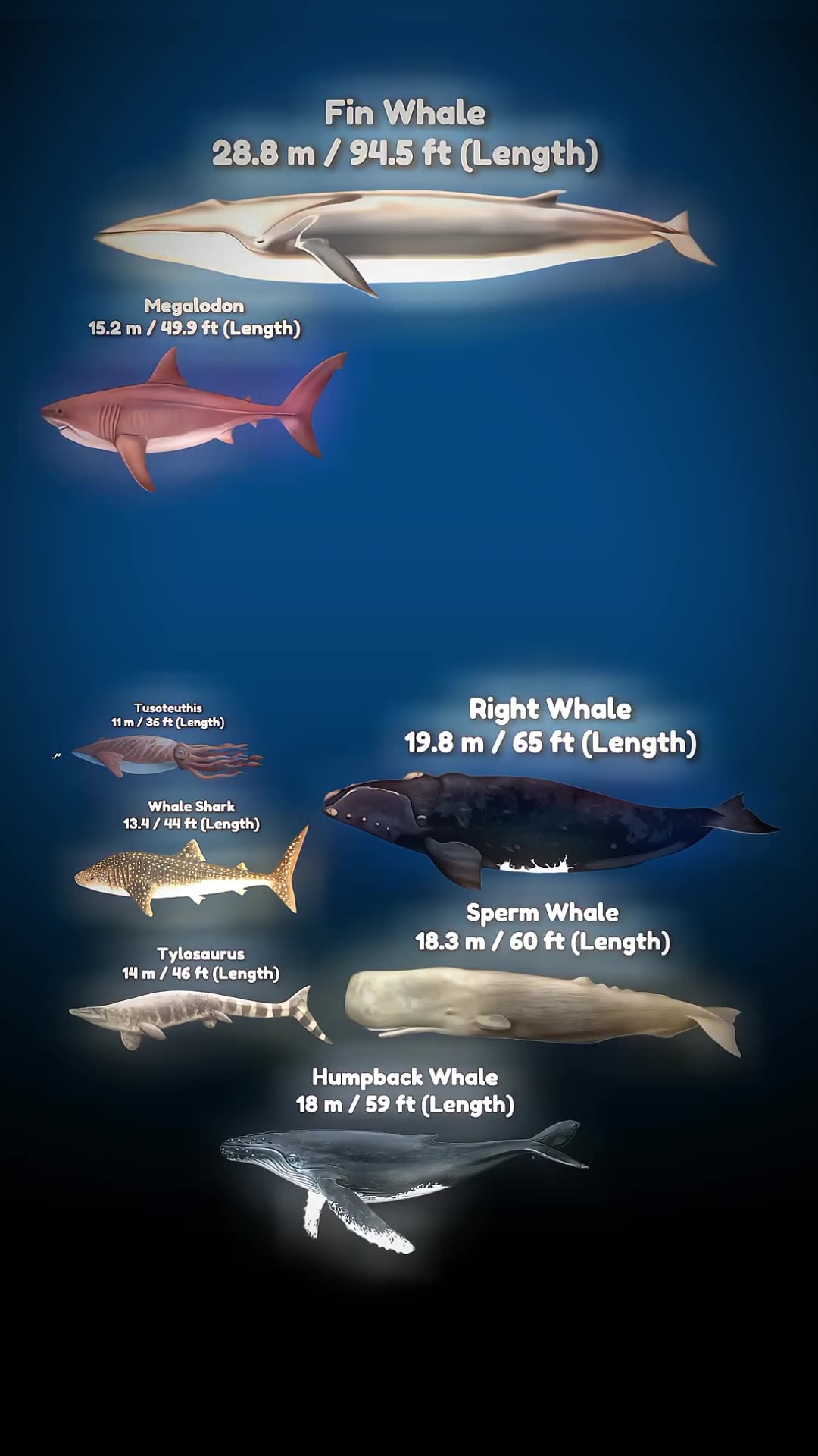 Sea Monsters Size Comparison (Real World Version) || LetsgoScience