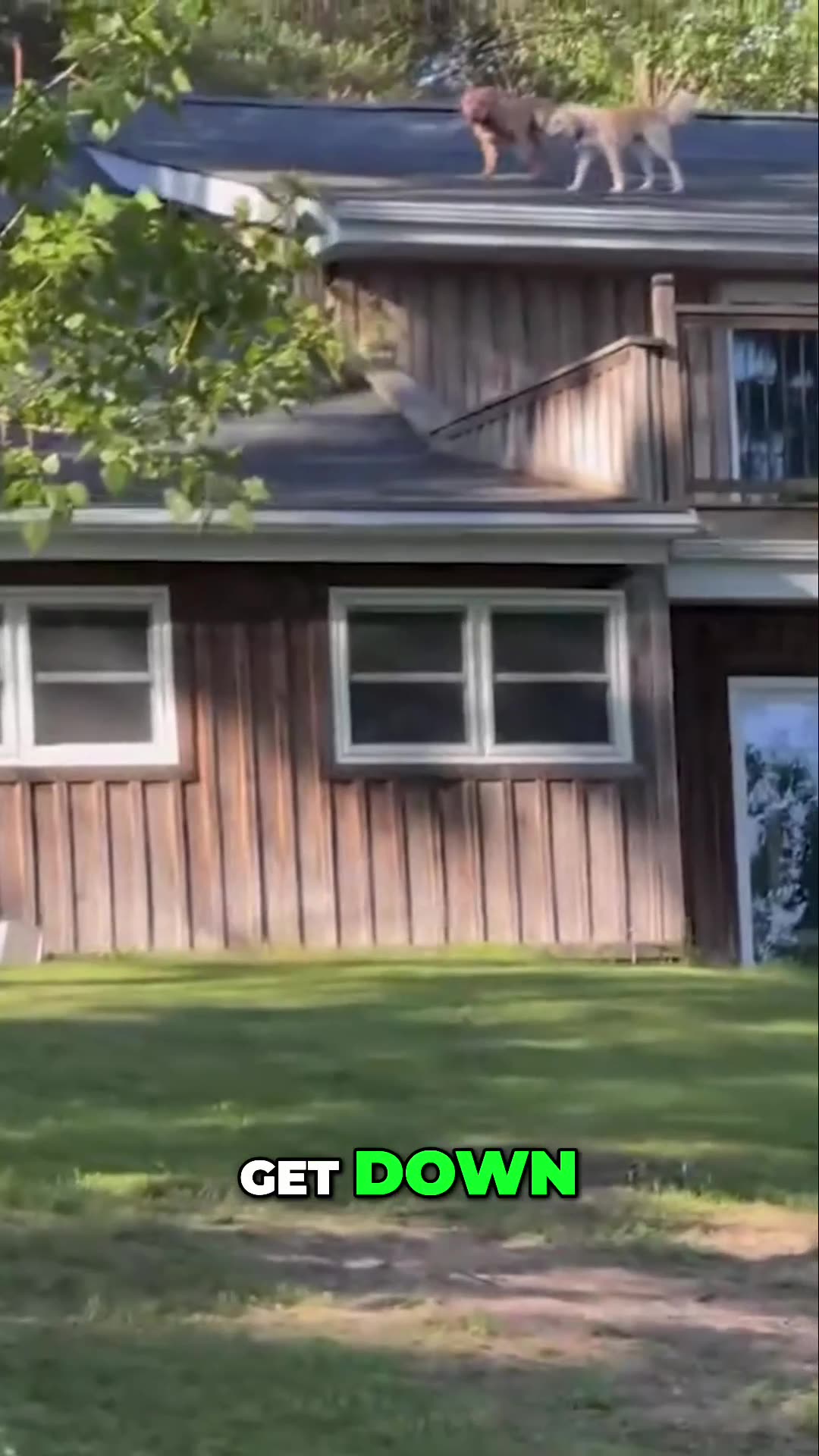 Hilarious Dogs on the Roof Prank Gone Wrong! Must See!