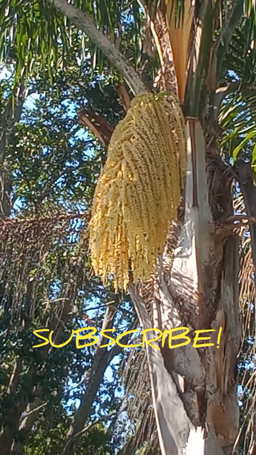 Bees On The Queen Palm Flower