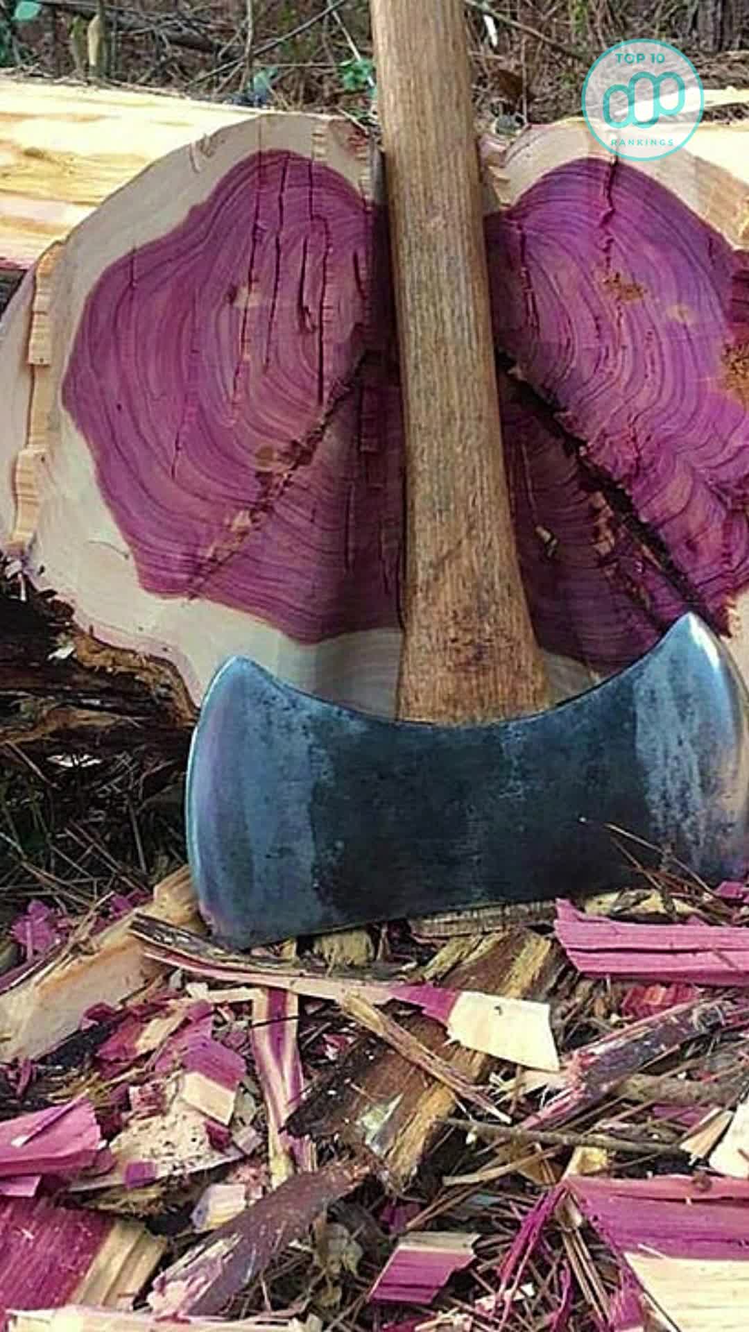 Top 10 Most Expensive Wood in the World Part 1