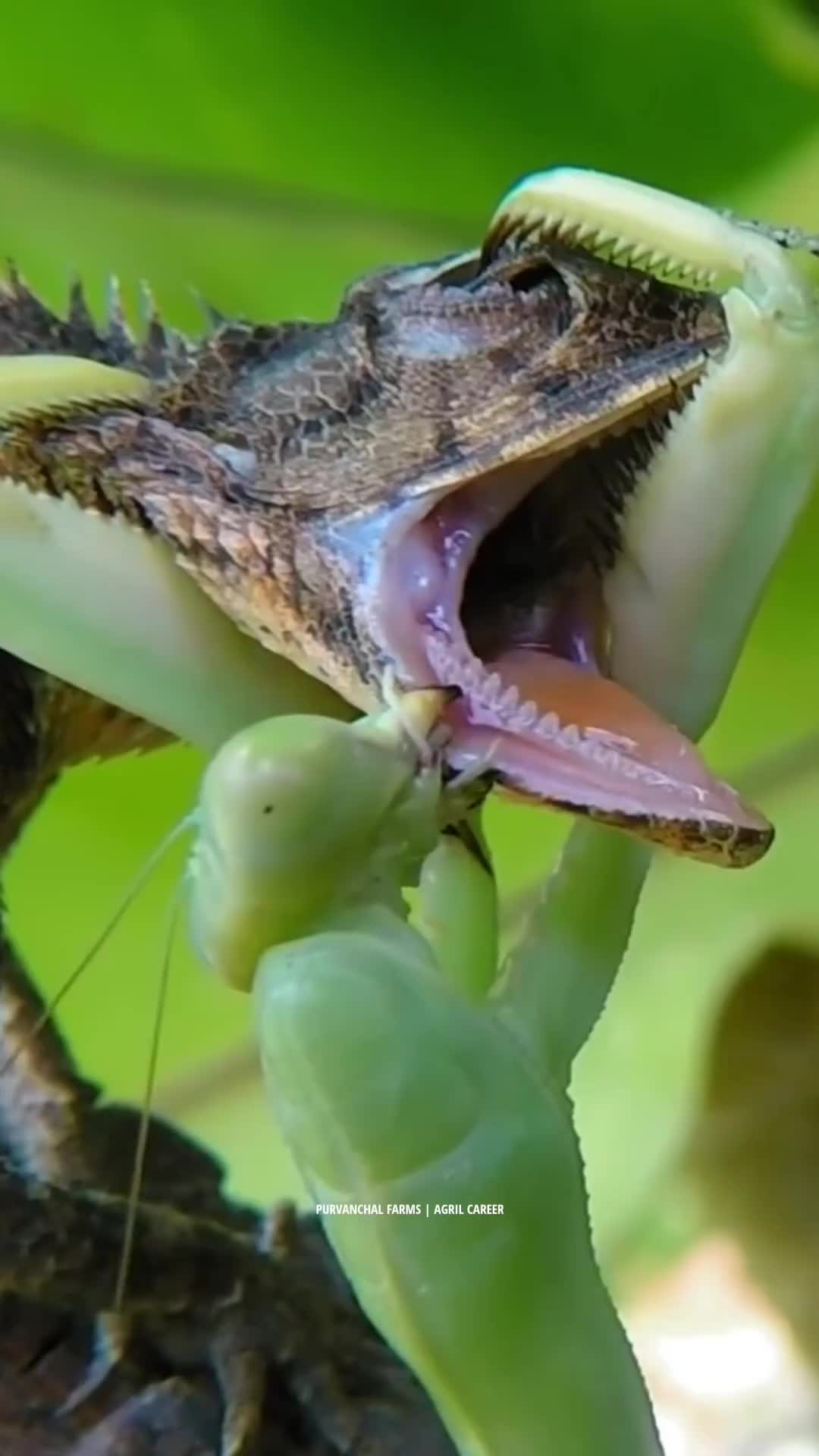 Snake video | snakes | crying Snake