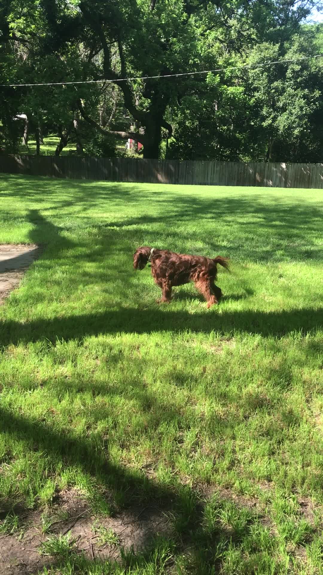 Ryder setting a bird