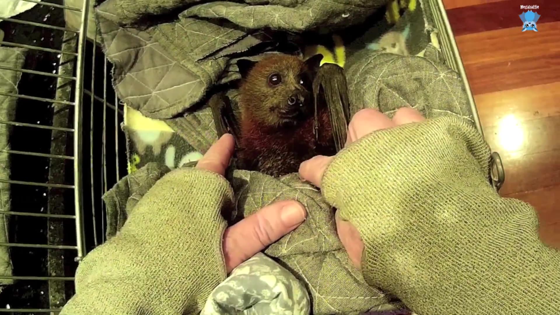 Rescuing a baby flying-fox on the ground this is Ghost