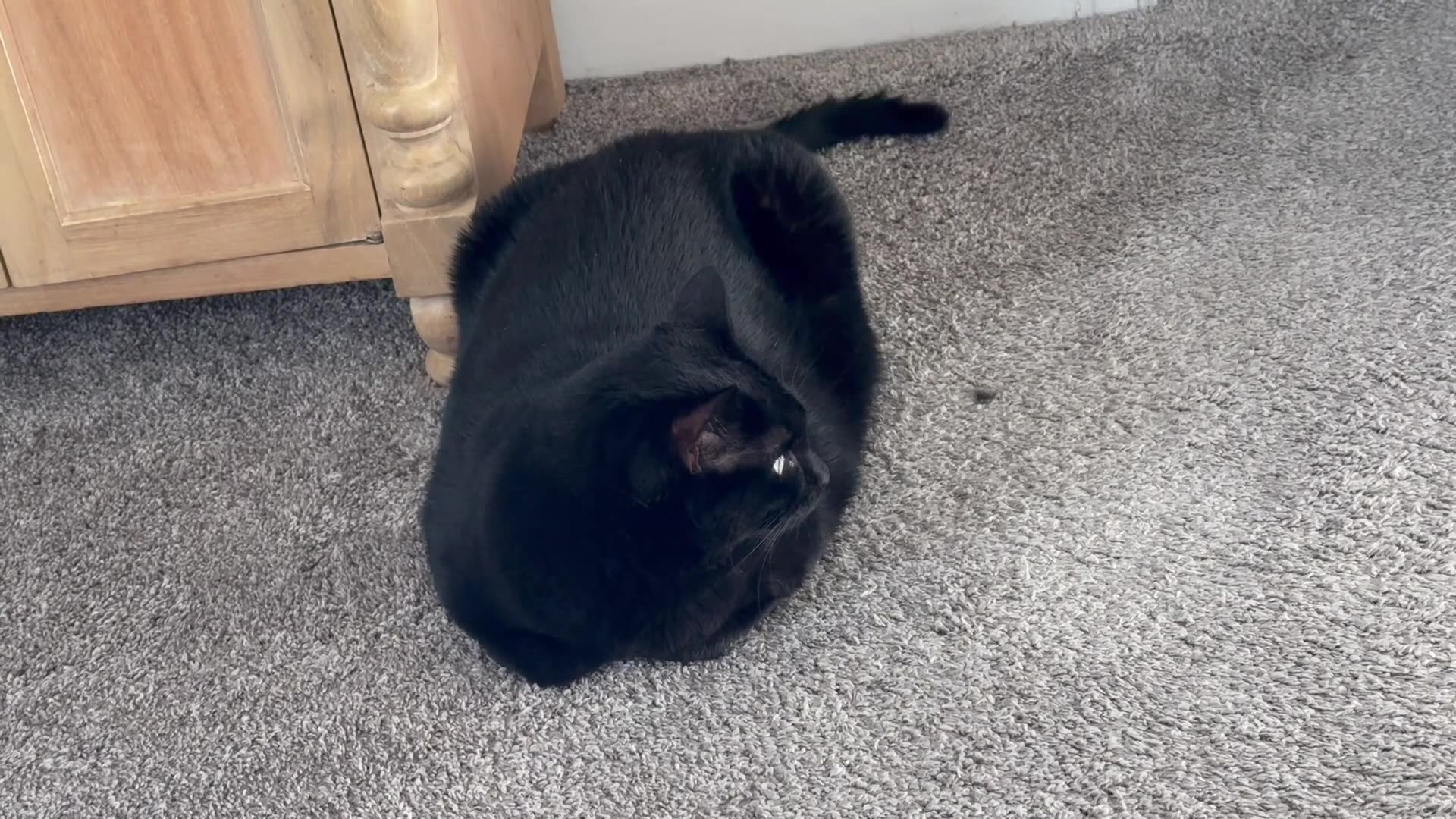 Adopting a Cat from a Shelter Vlog - Cute Precious Piper Guards and ...