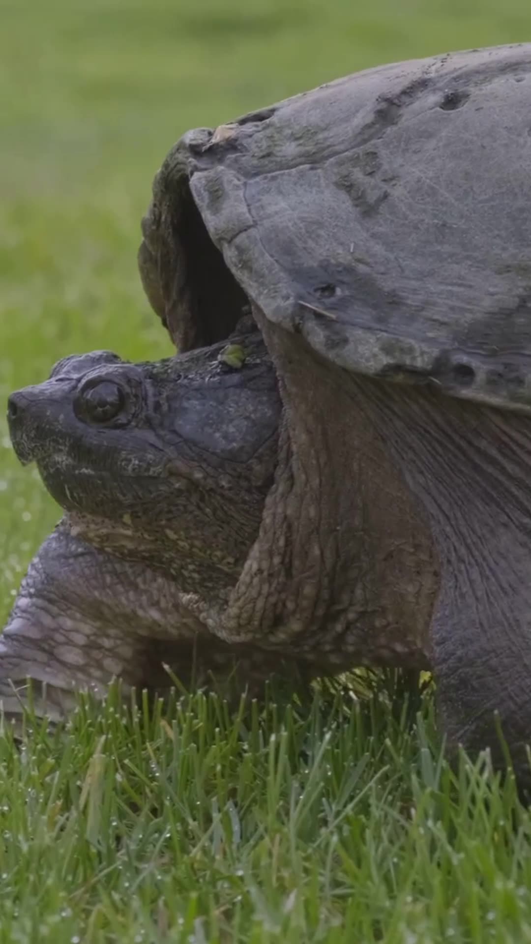 🐢 Alligator Snapping Turtle The Lightning Fast Bite That Packs a Punch 💥