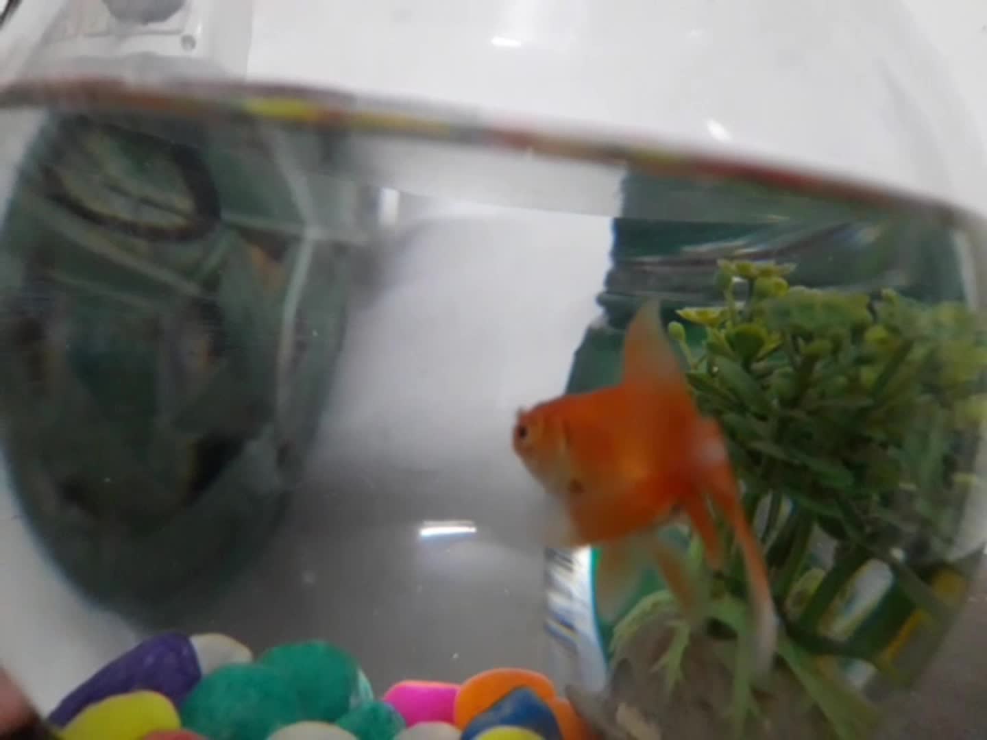 FISH (Eating,Cuddling,)💪