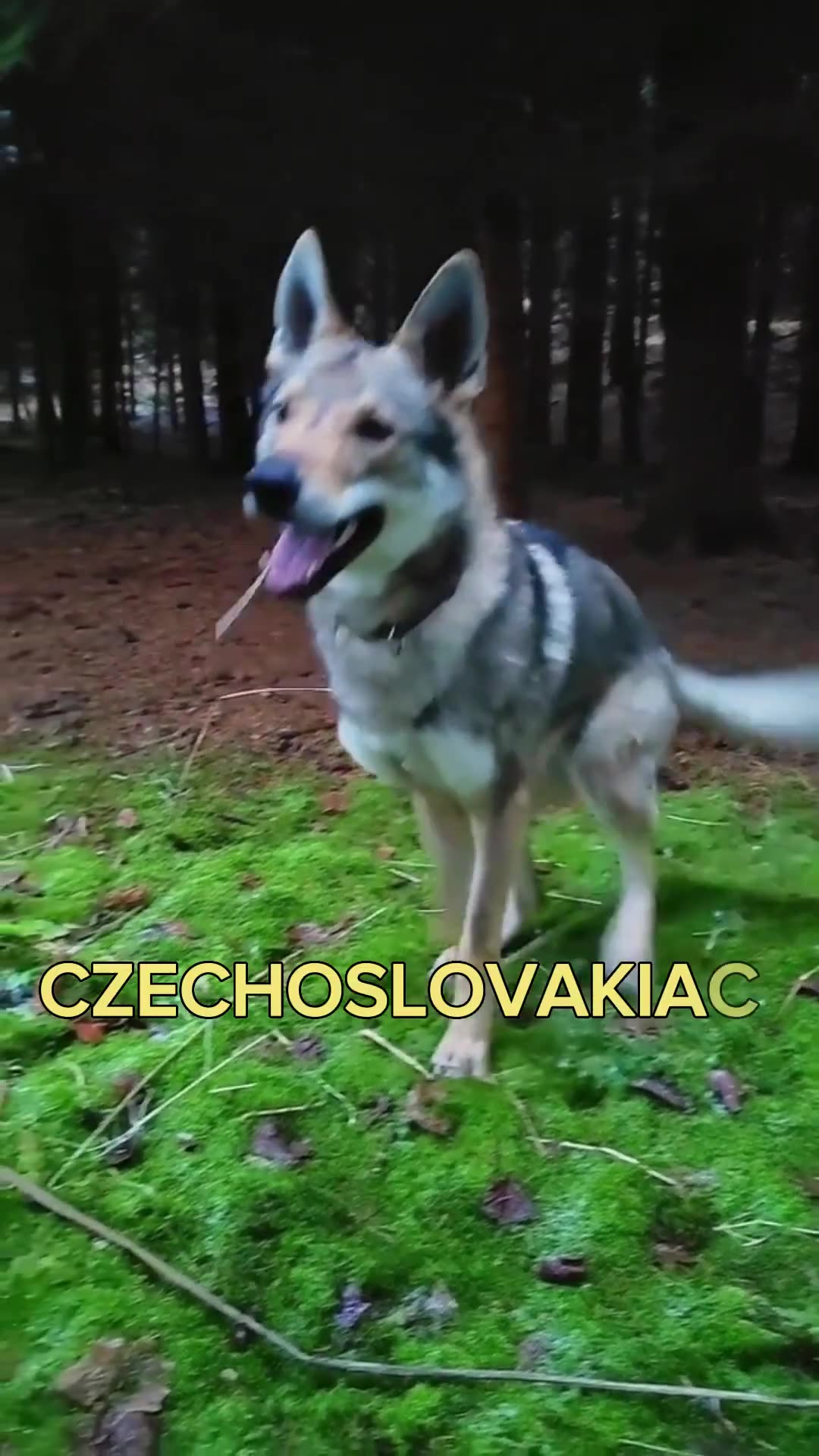 TOP 10 Dog Breeds That Look Like Wolves