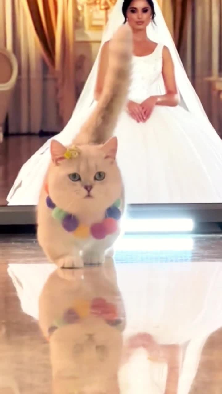 Super star cat walk 😂🥰 super star cat fan