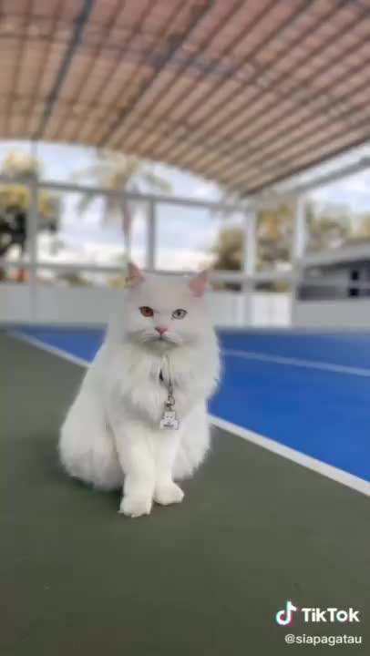 Kumpulan Kucing Lucu, Gemesin, Gemoy _ Video Tik tok Kucing Lucu Viral ...