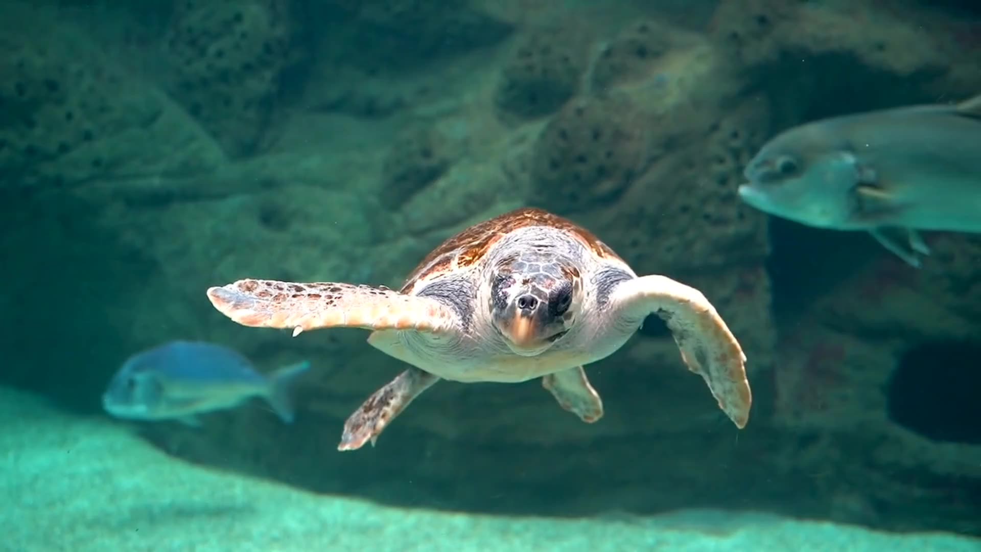The loggerhead sea turtle