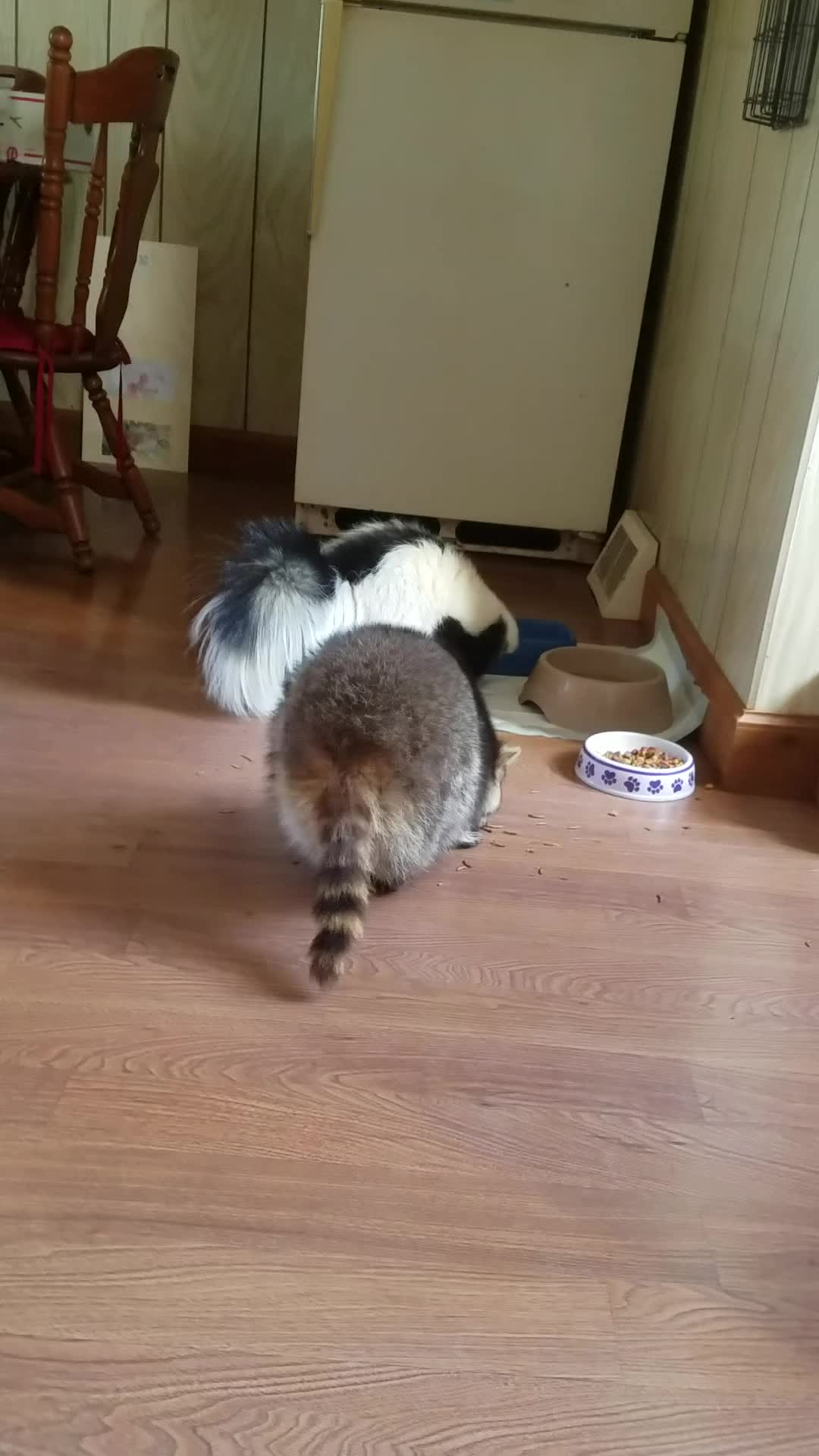 Bruiser the Skunk and Princess the racoon