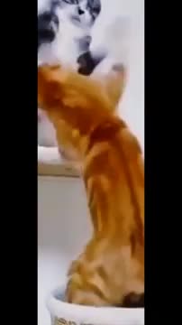 Cat slap fighting | cat slap compilation | Fight of angry cats