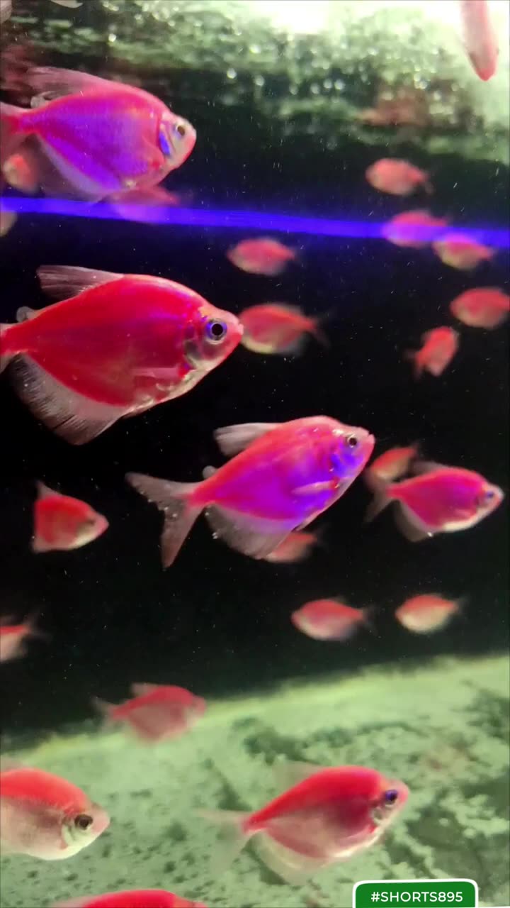 Beauty of Tetra Fish vibrant 🔴🟡🐠🟠 colors