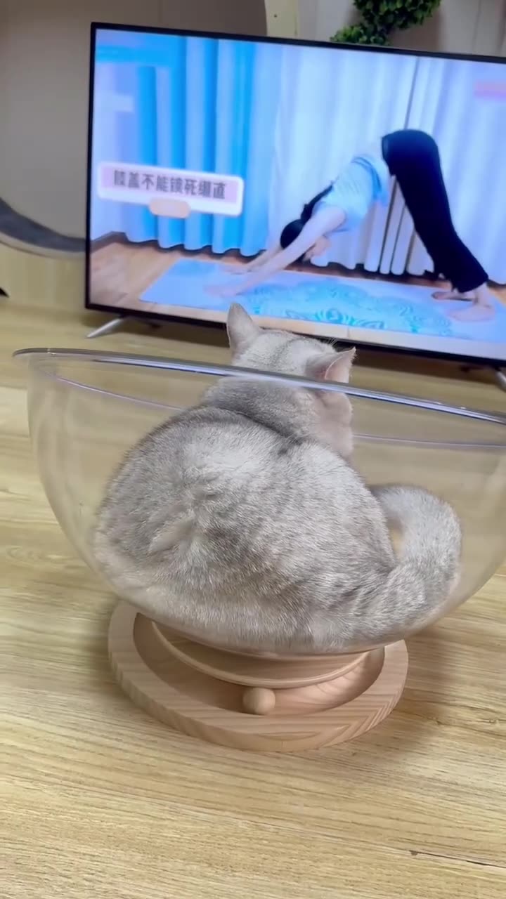 Kittens Playing and Making Us Laugh!