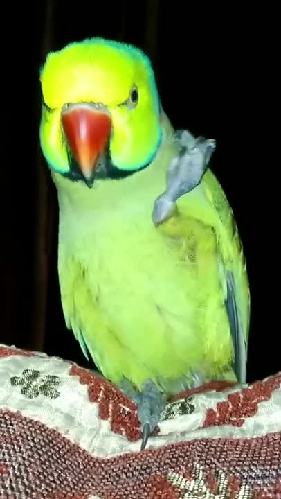 Indian indol parrot talking
