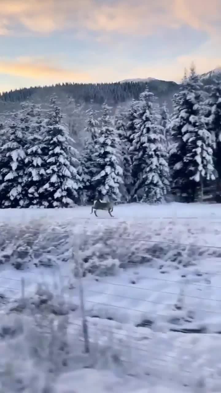 Rudolph is ready for take off