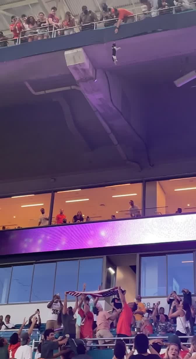 Cat Falls From Stadium's Upper Floor