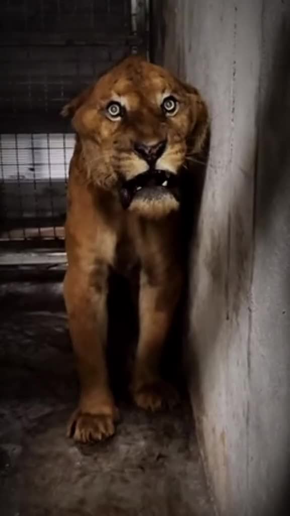 Live action # animals # pressure tiger tiger