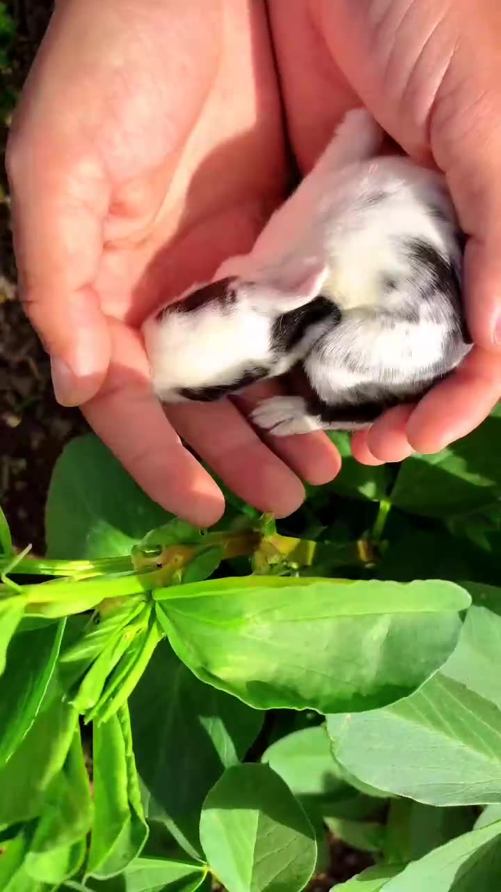 Itty Bitty Bunny