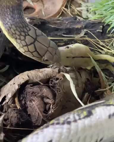 king cobra Eat python snake