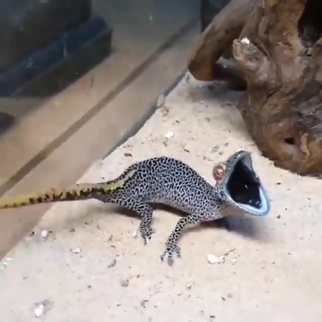 An angry spiny tailed gecko. Such a goofy lizard