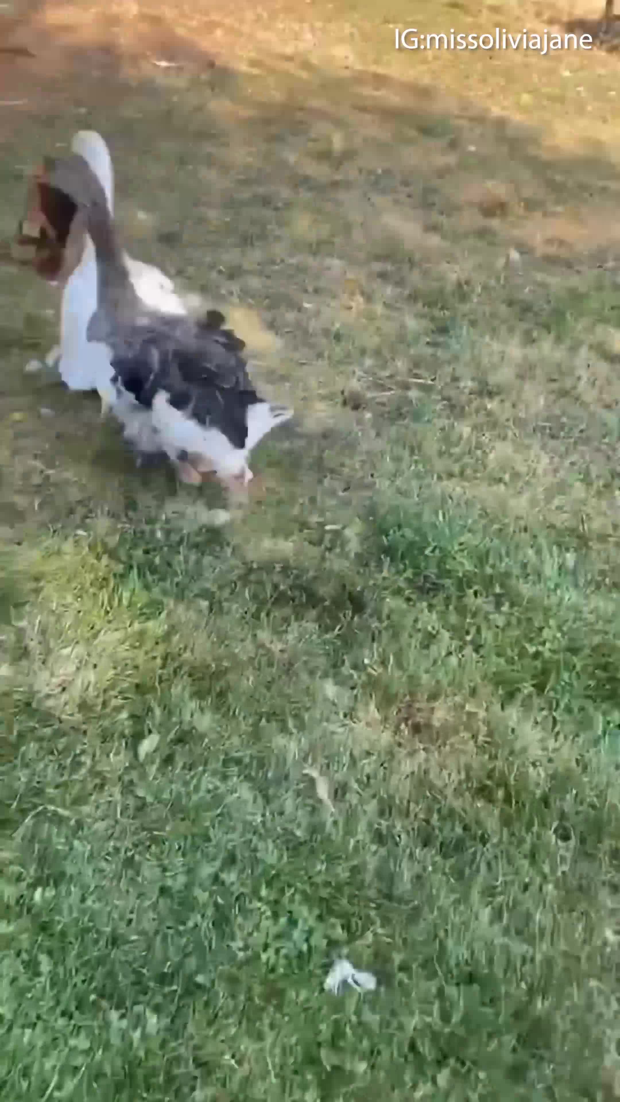 Mischievous Goose Steals Shoes
