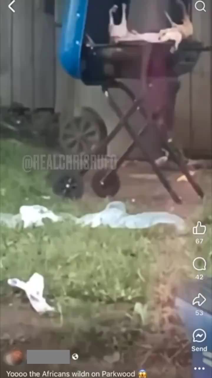 Springfield Ohio Haitians eating cats