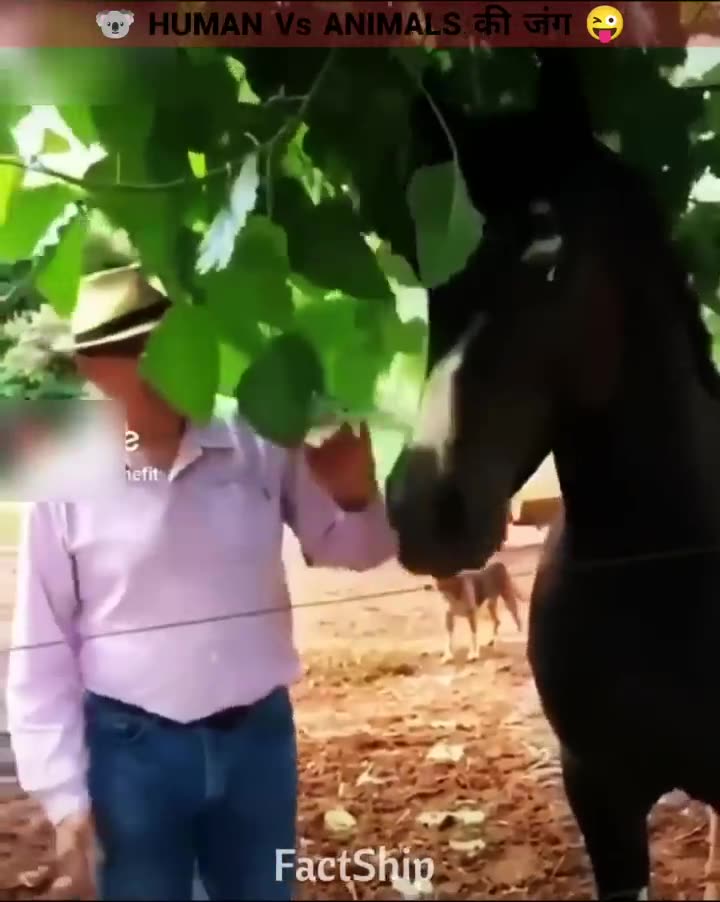 Hilarious Showdown: Humans vs. Animals in an Adorable Brawl!