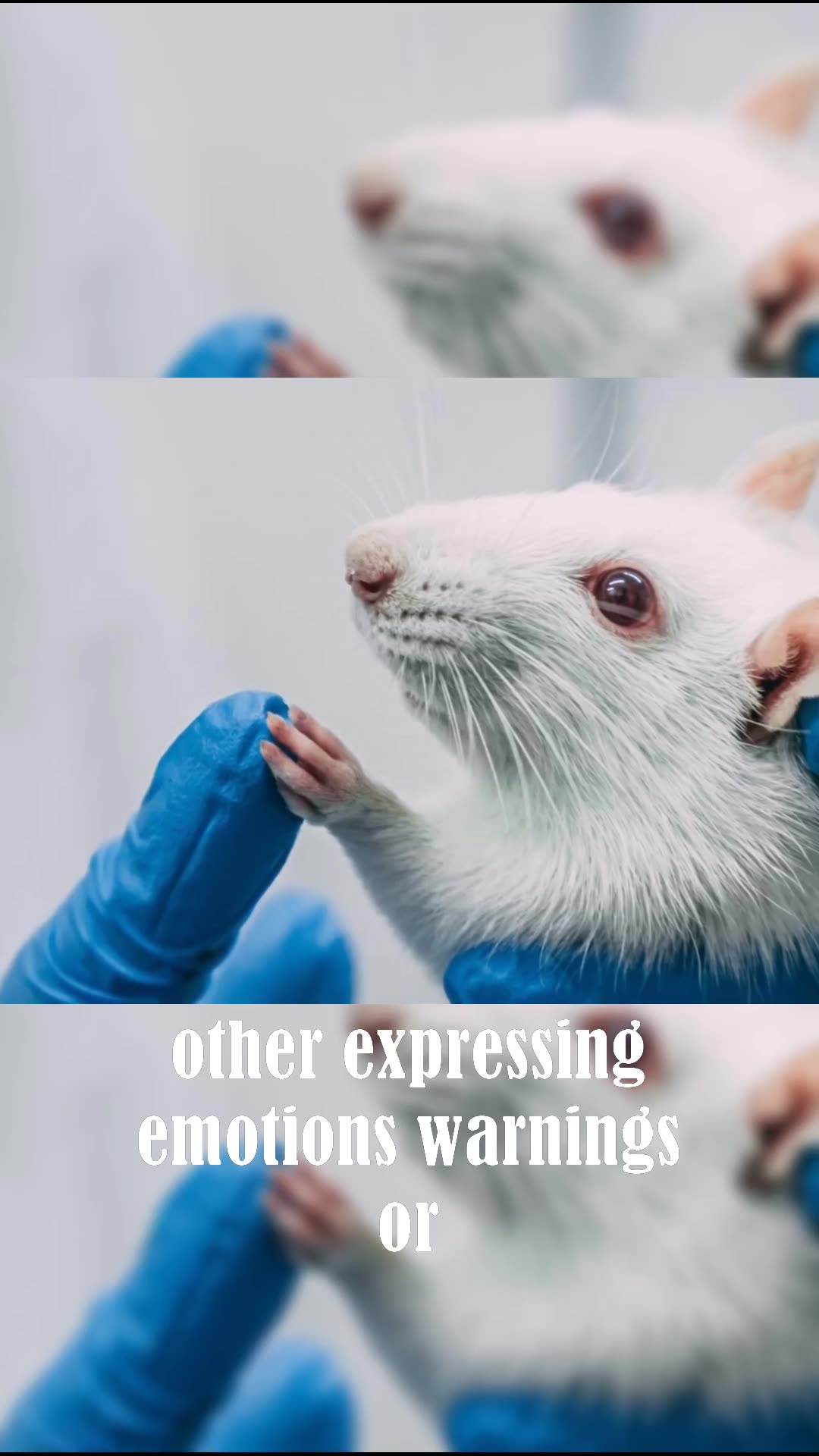 How The Rat Are Incredibility Smart