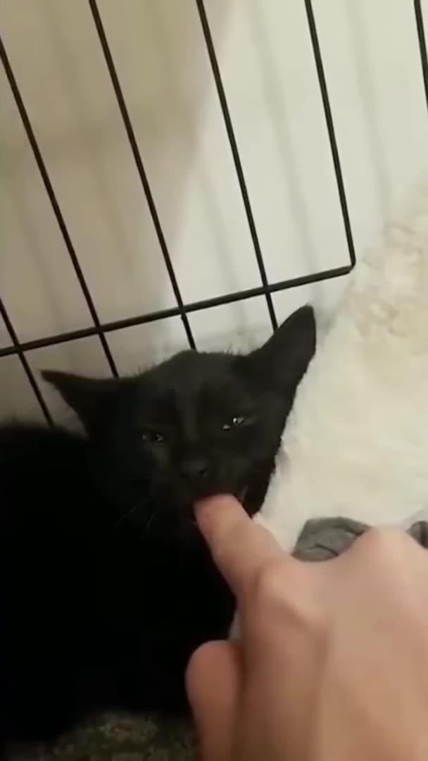 Sharing My Cute Pets Cat and Puppy Dog Funny Moment | Viral Cat