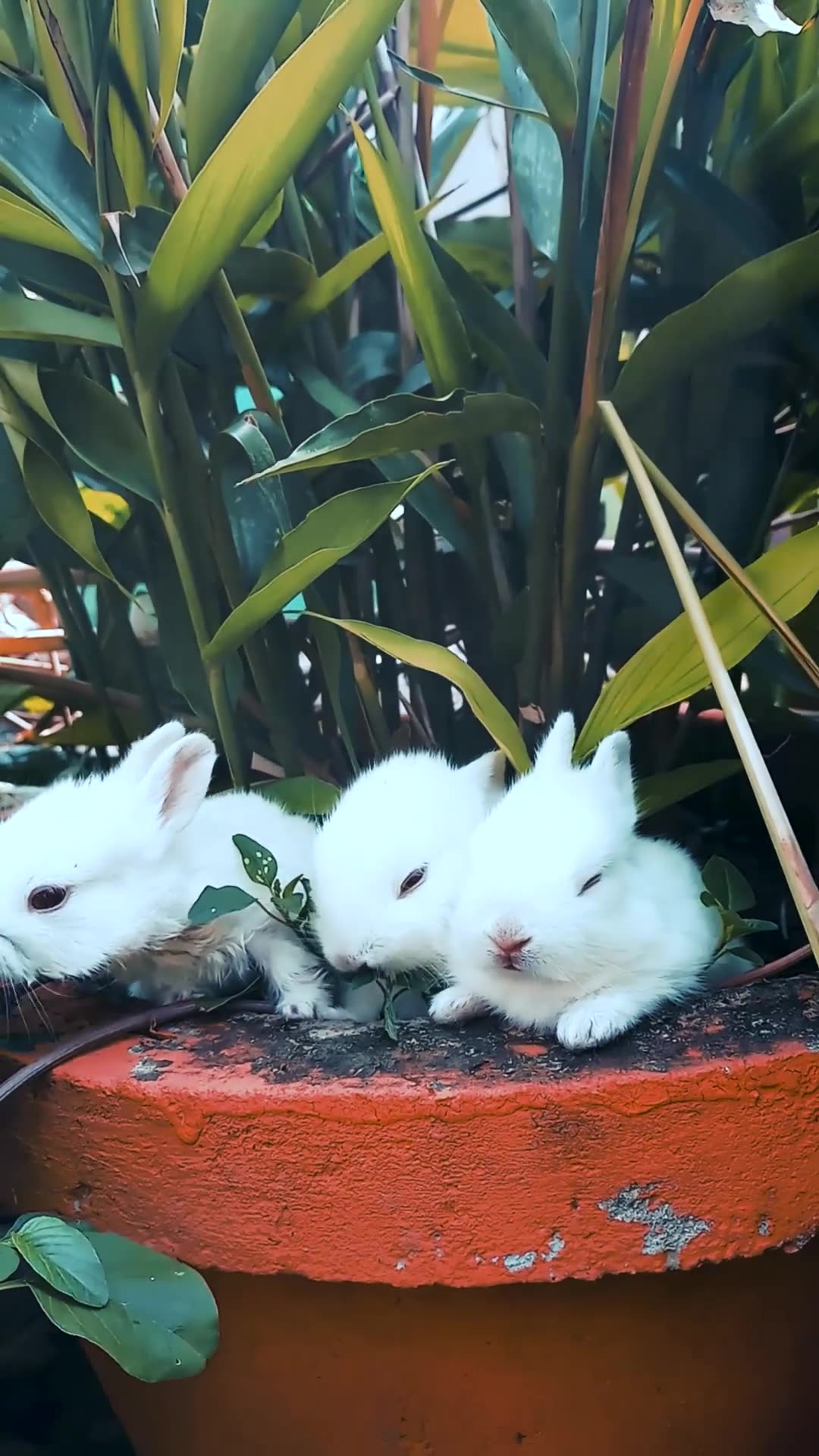 Cute rabbits | Animals | Cute Animals | Animals