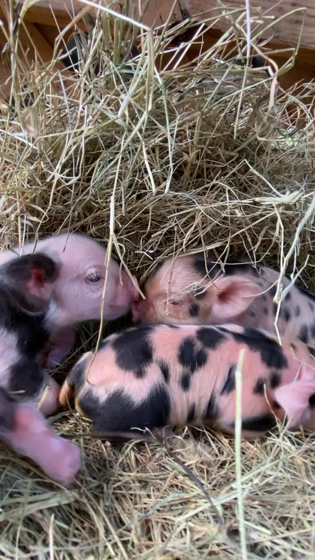 Day Old Piglets Cuddle and Kiss