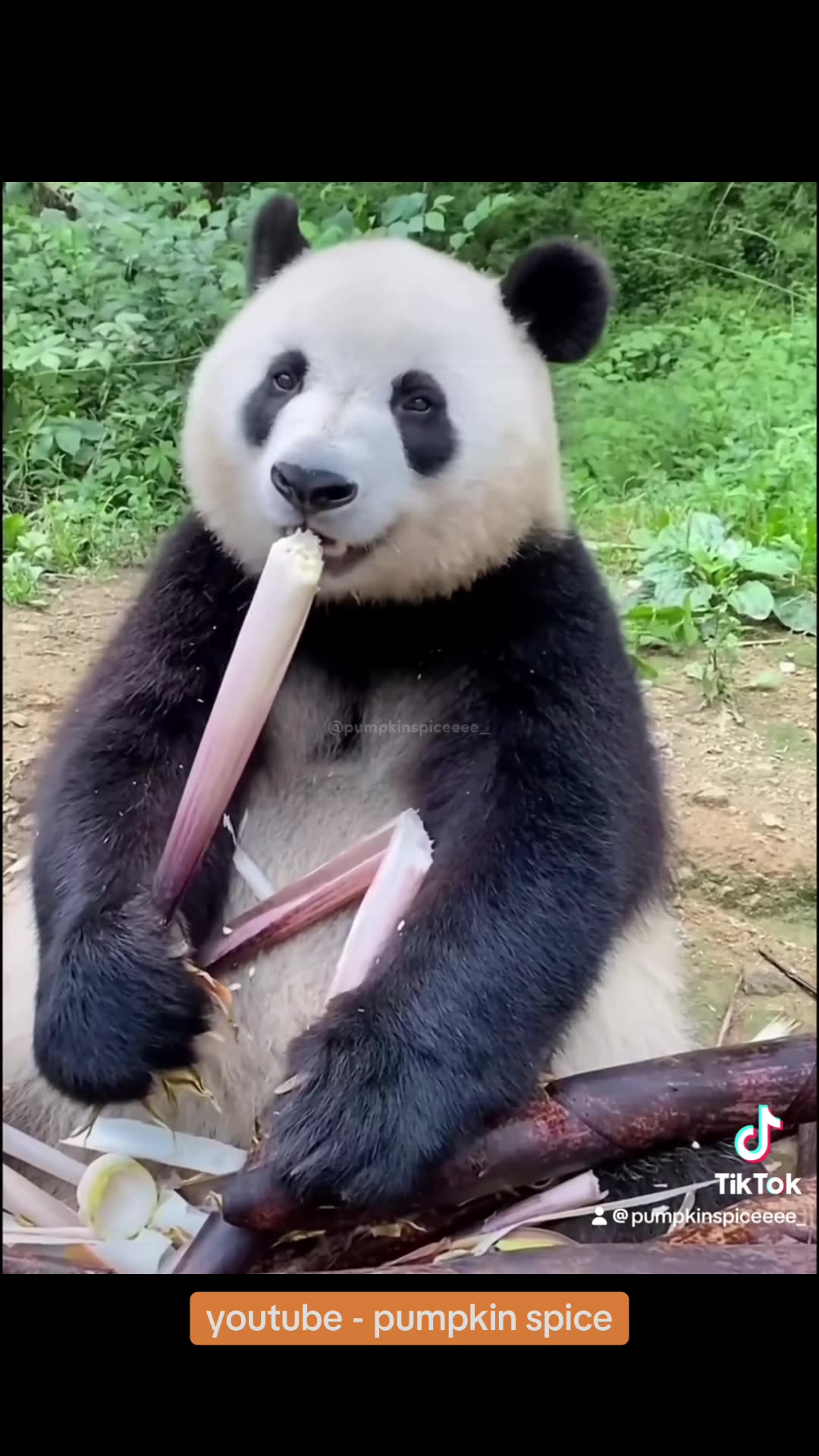 cute panda clips that cheer me up but also ASMR