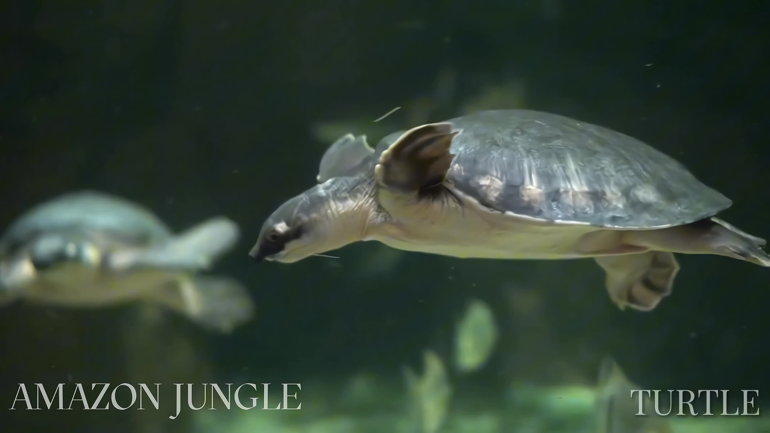 Exclusive: Turtle Swinging Underwater in the Amazon - Rare and Stunning ...