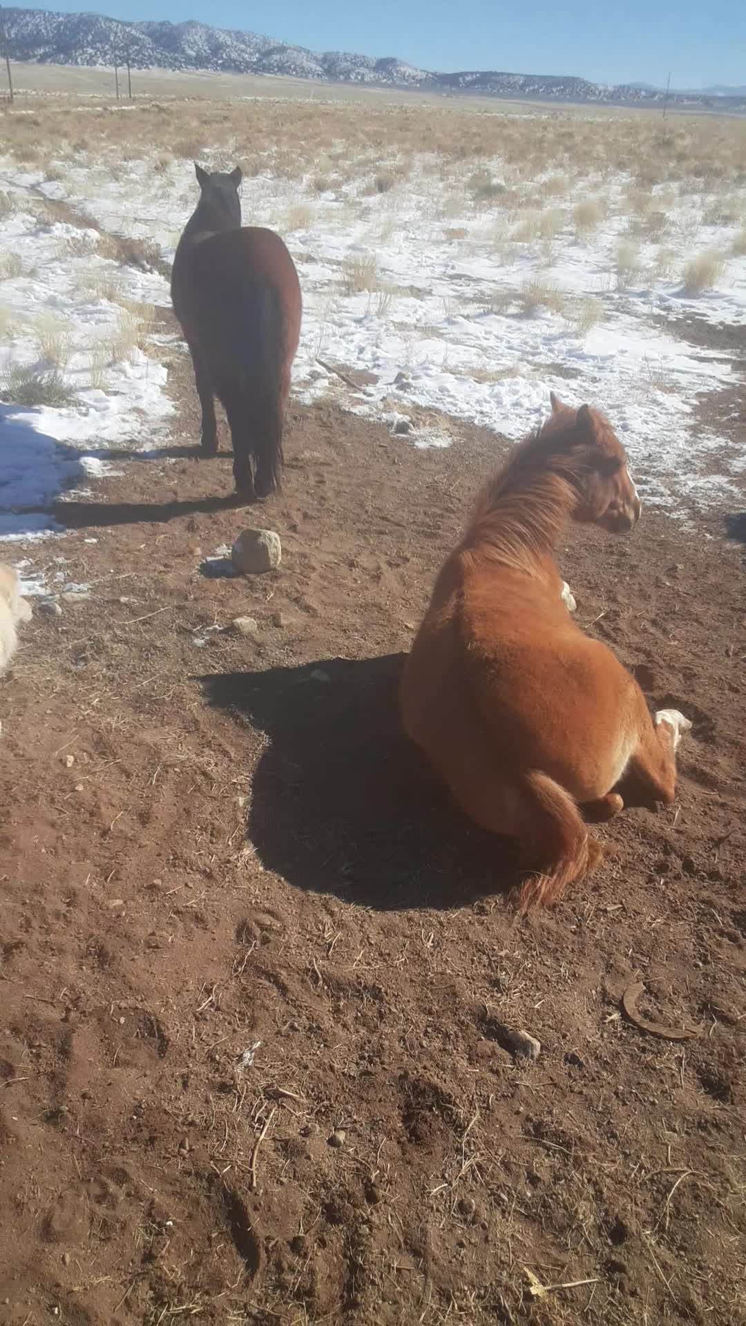 Getting ready for a walk