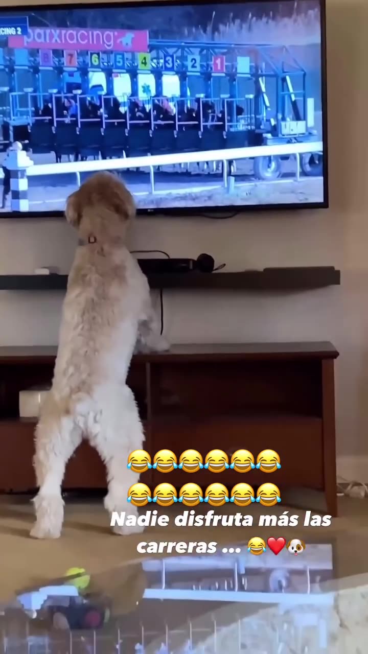 Tail-Wagging Fun: Hilarious Dog Fails & Silly Puppy Pranks!