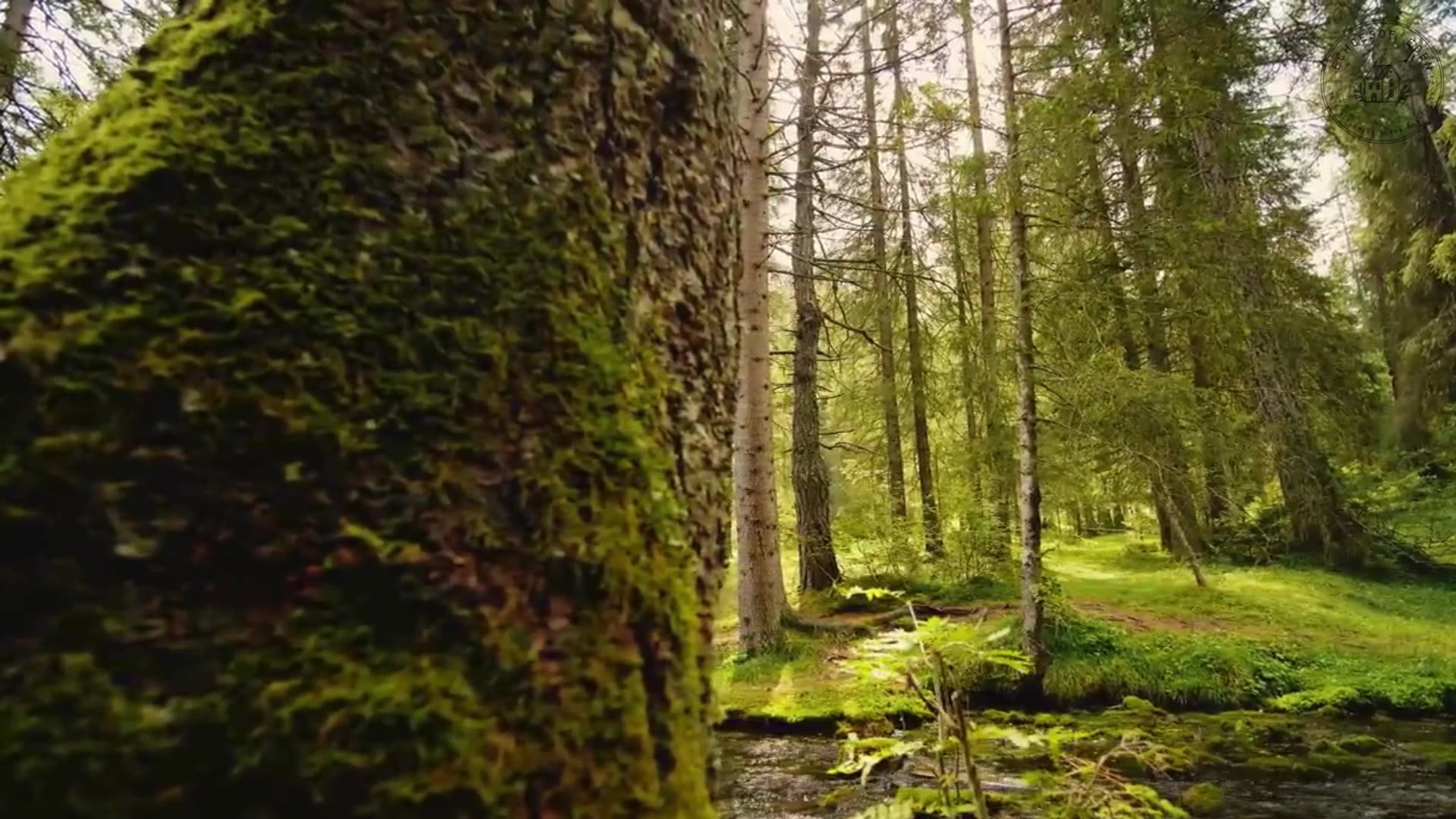 Forest Tranquility: Find Your Calm in Nature
