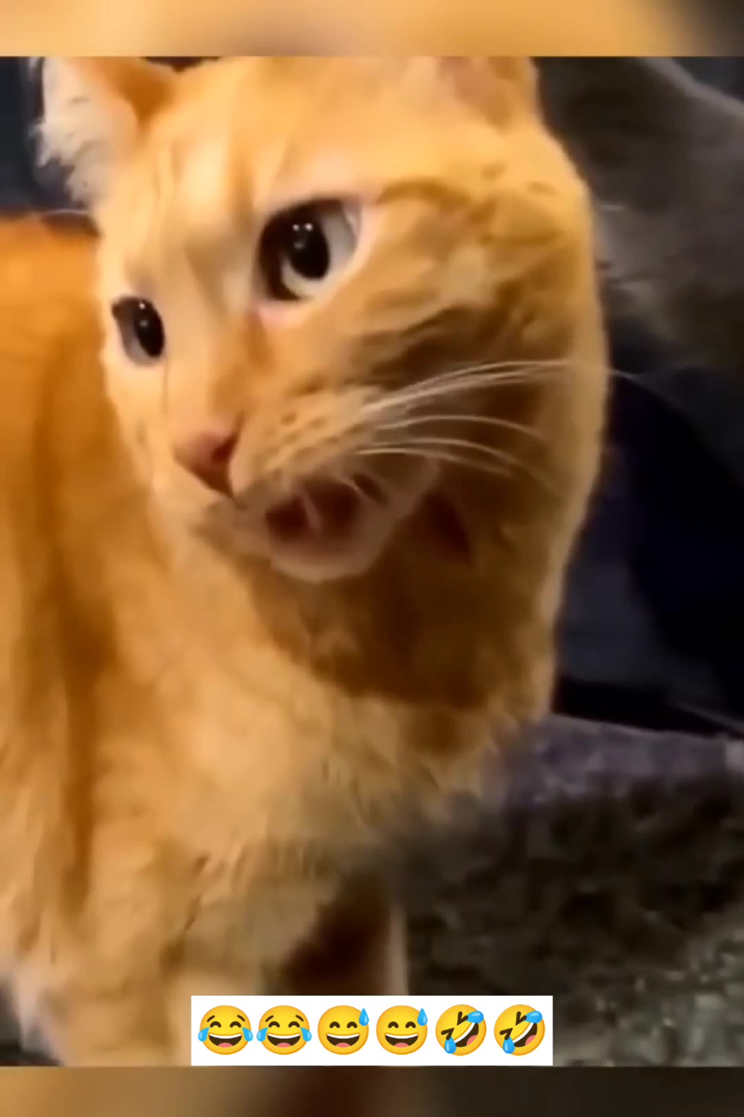 "Furry Frenemies: The Funniest Moments of Cats and Dogs Caught on Camera!"